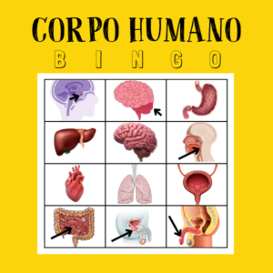 Bingo do Corpo Humano - Theia Didáticos